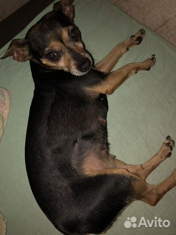 Отдам в добрые руки