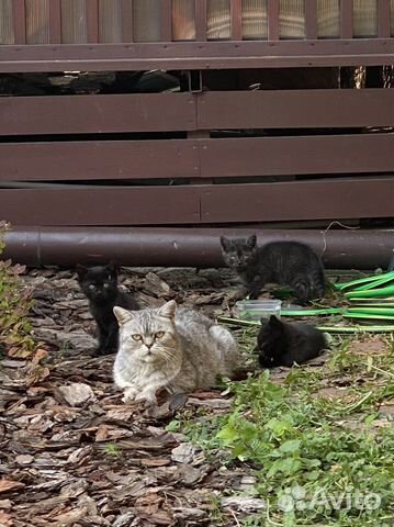 Британская кошка бесплатно, котята