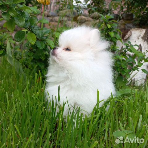 Померашки Настоящее mini micro