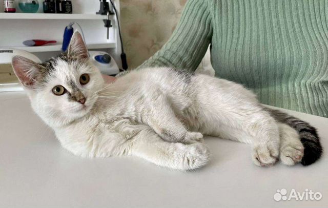 Кошечка малышка в дар