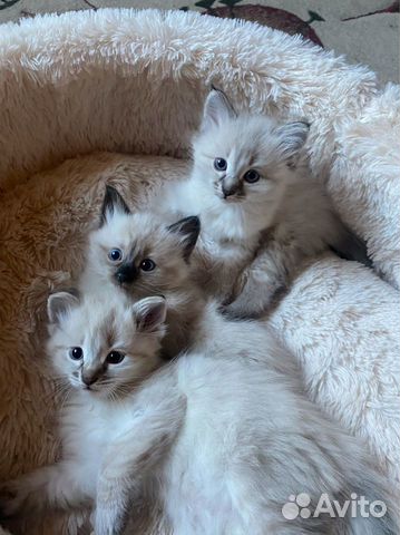 Котята невская маскарадная