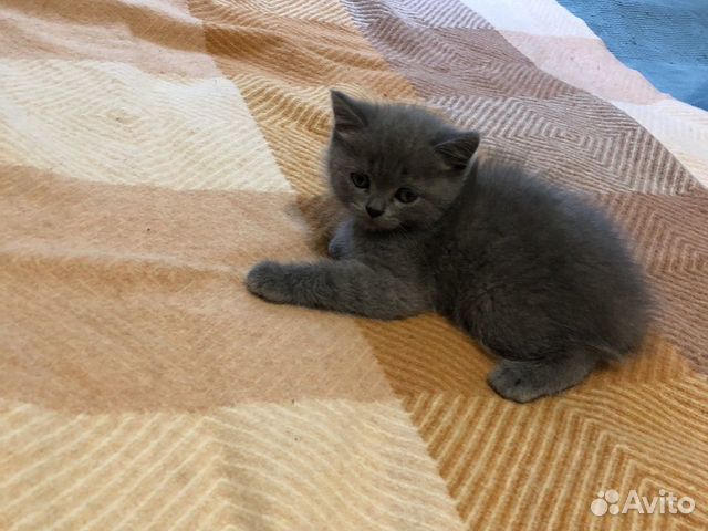 Британский котик