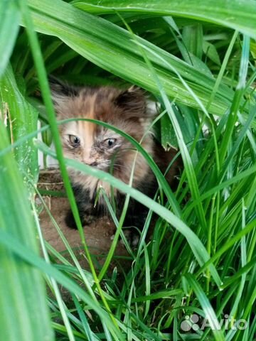 Котята в добрые руки 1 месяц