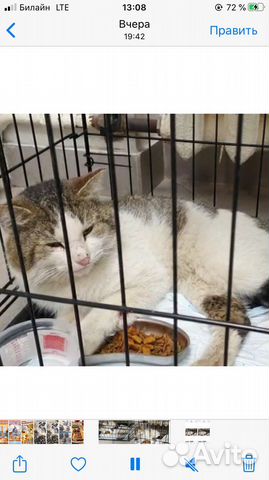 Котейке нужен дом или передержка