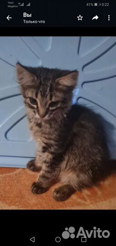 Котенок в добрые руки