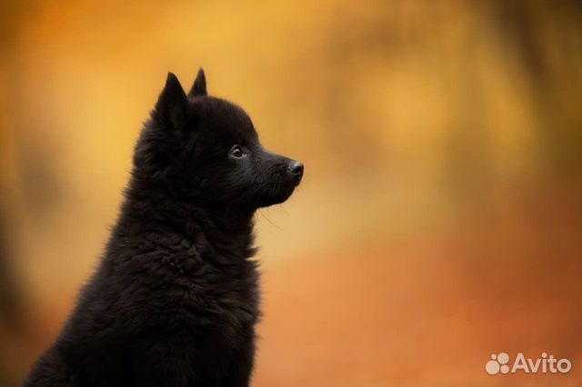 Схипперке щенок суки и кобель бобтейл