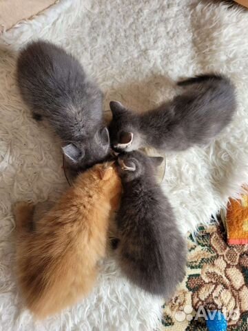 Котятки в добрые руки