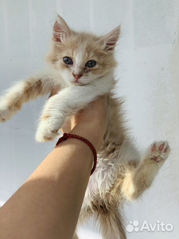 Крошка девочка ищет дом (1.5 мес)