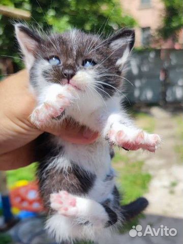 Котенок бесплатно