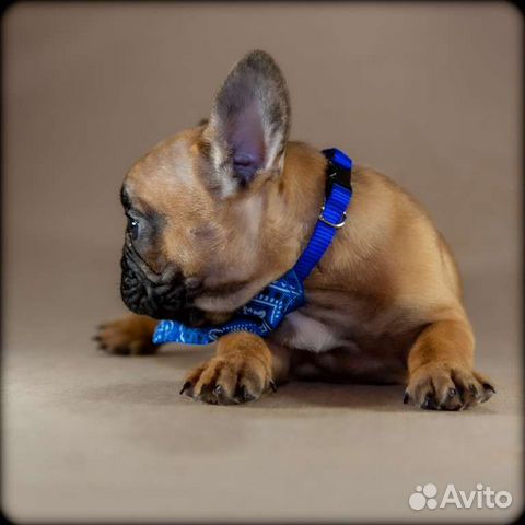 Французский бульдог