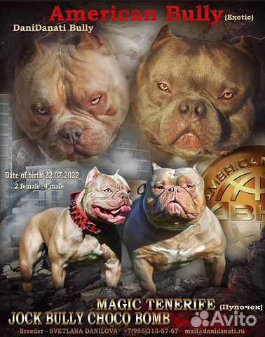 Американский Булли Микро Экзотик щенки