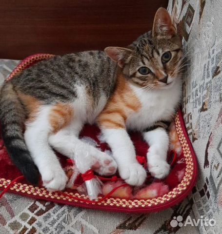 Ласковая смешная кисулька Лейка 5 мес ищет дом