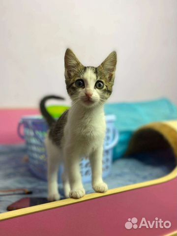 Котята в добрые руки бесплатно