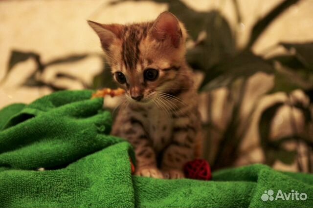 Продажа котят Бенгальской породы