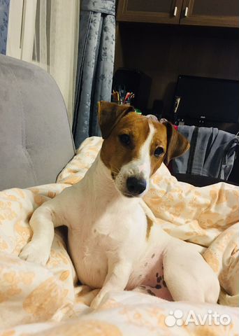 Вязка джек рассел терьер