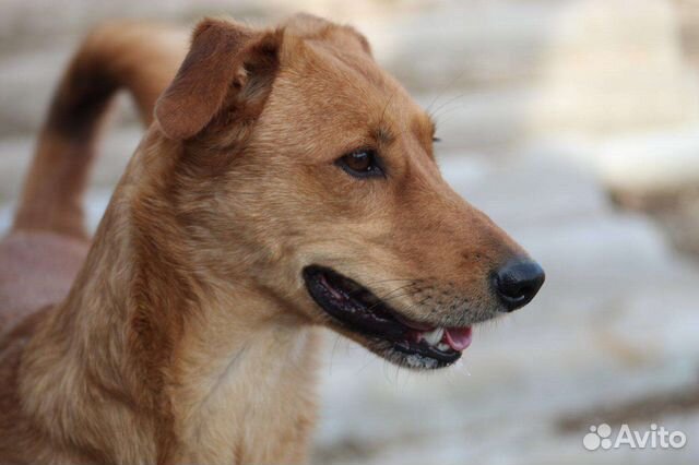 Барни в добрые руки