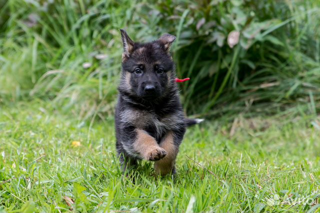 Верные и отважные щенки овчарки РКФ