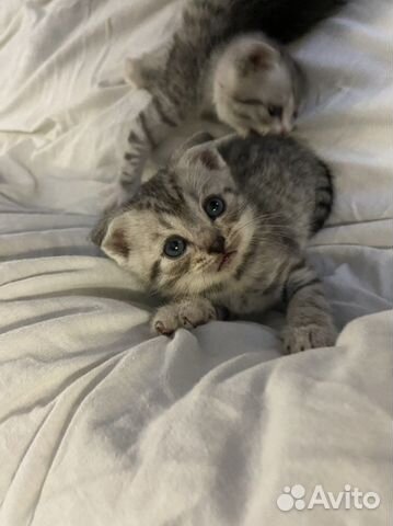 Шотландские котята