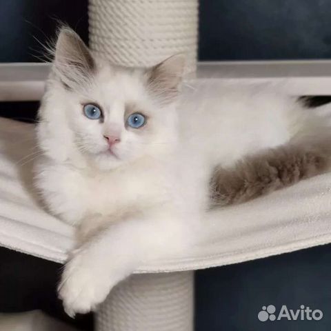 Ricotta, девочка рэгдолл с родословной