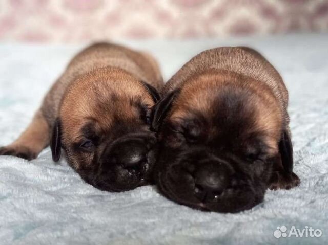 Малыши Бульмастифа