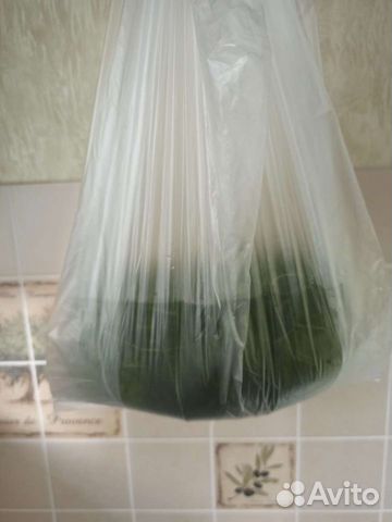 Аквариумные растения наяс