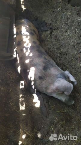 Свинья 8мес,130кг примерно дюрок