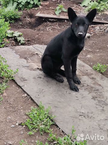 Отдам в добрые руки