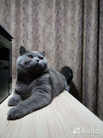 Британский кот в добрые руки