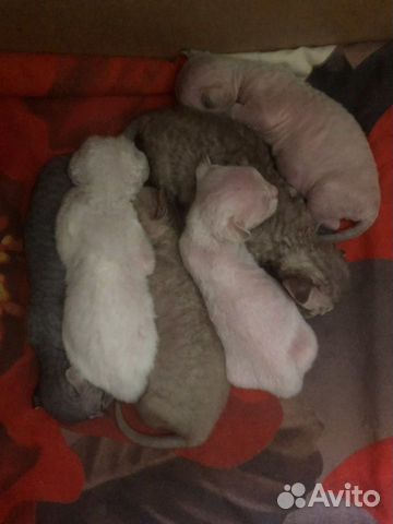 Котята девон-рекс