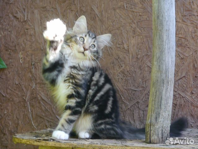 Норвежские лесные котята