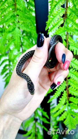 Узорчатый полоз