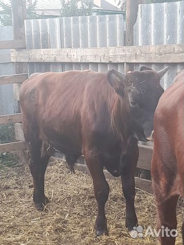 В октябре будет год. Цена за одного