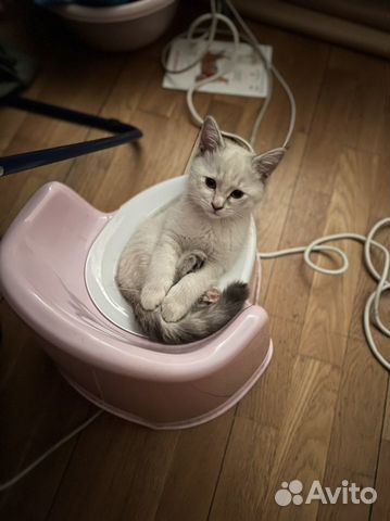 Кошка от тайки