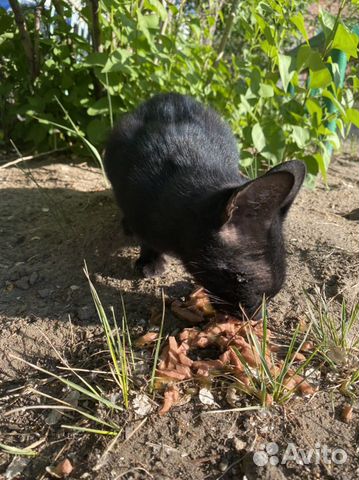 Черная кошка котенок