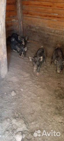 Вьетнамск вислобрюхий поросенок