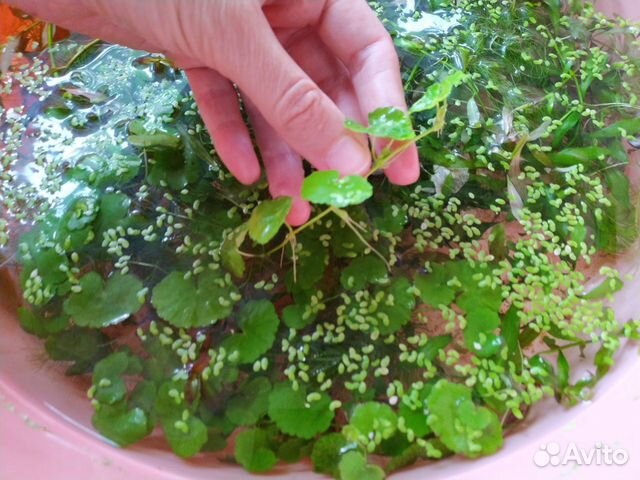 Растения Гидрокотила, роголистник, прополка