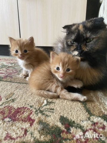 Кот
