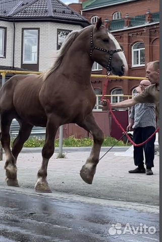 Продам жеребца рост 174 Крупный