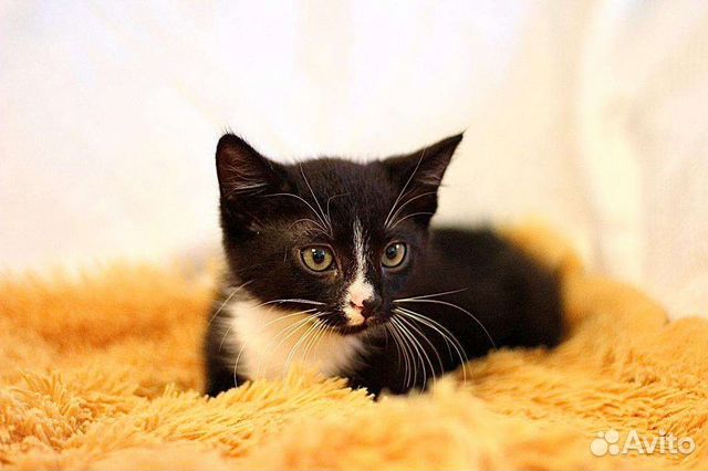 Котёнок Чупа