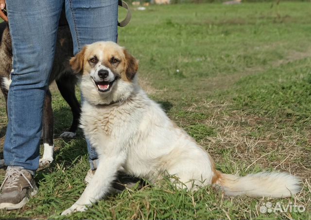 Отдам собаку