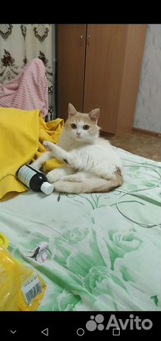 Отдам прекрасного рыженького котика в добрые руки