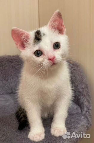 Белый котенок 1,5 мес мальчик