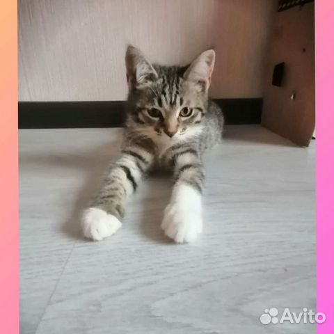 Котенок