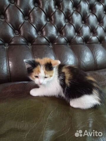 Трехцветная кошечка