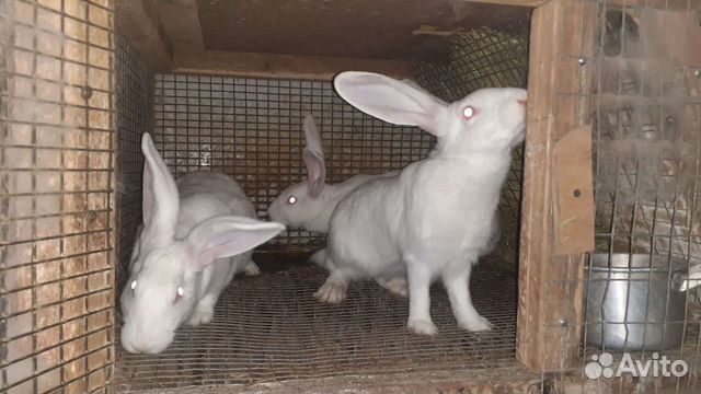 Кролик Белый великан