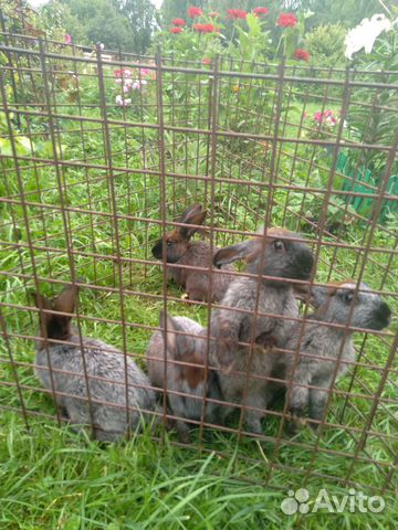 Кролики,кролики на мясо