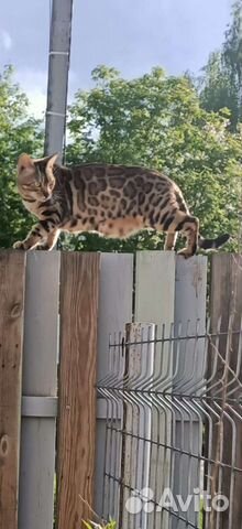 Бенгальские котята