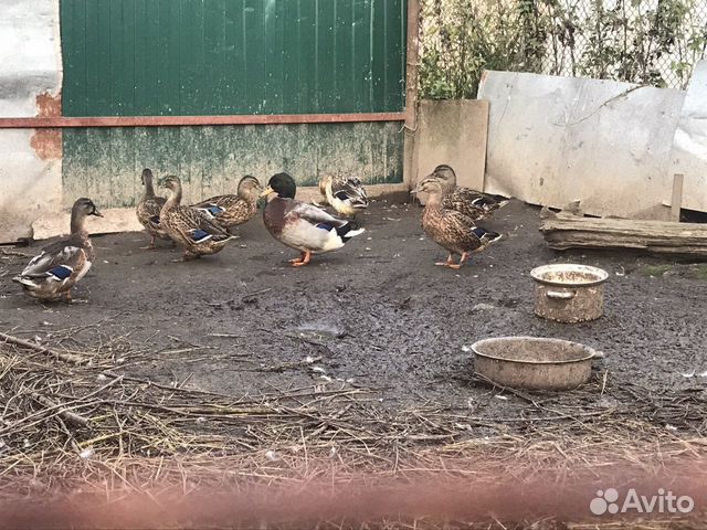 Подсадные утки