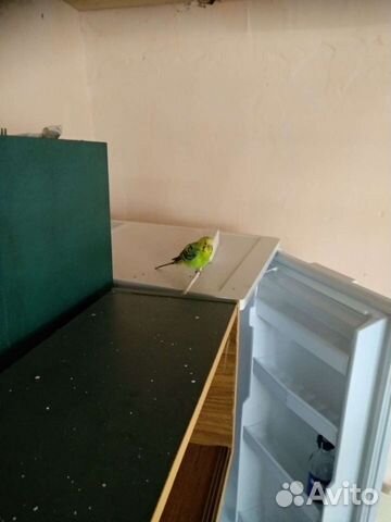 Волнистый попугай