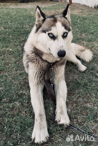 Сибирский хаски